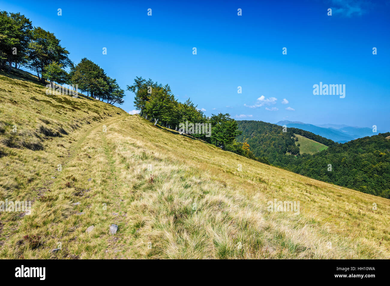 summer mountain landscape. path through the forest to the top Stock ...