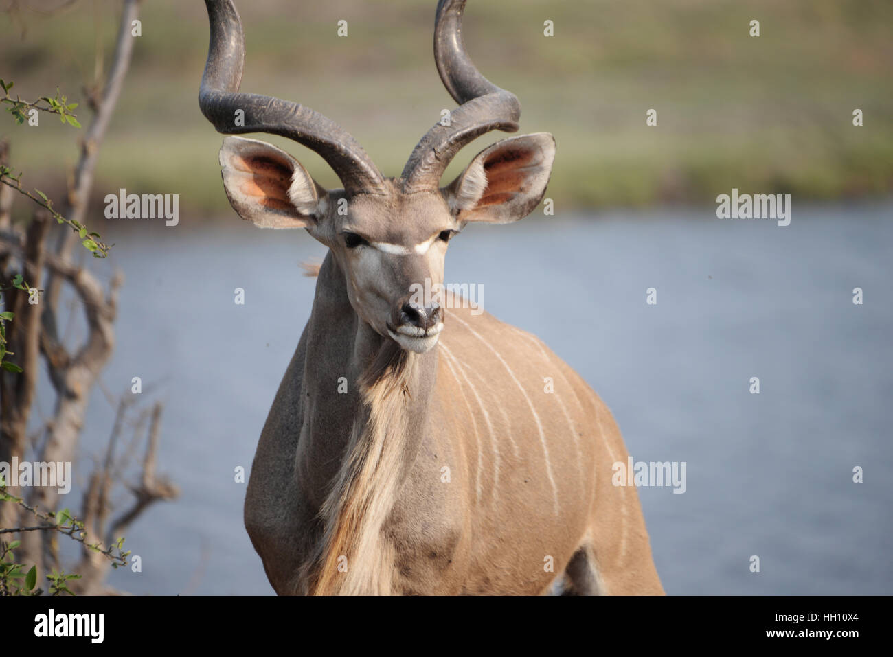 African male kudu close up facing camera Stock Photo - Alamy