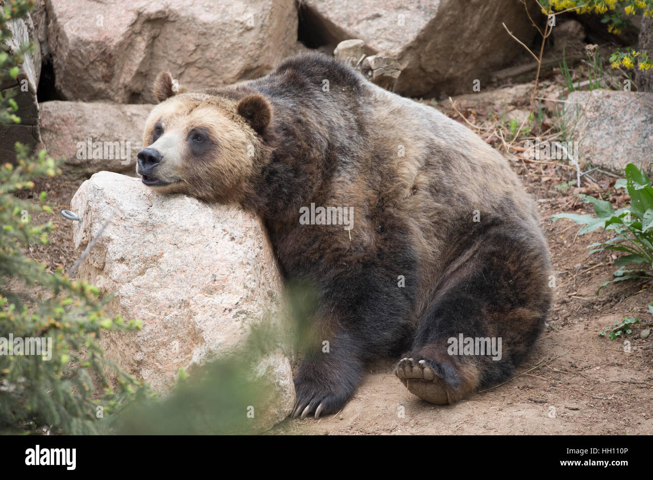 Grizzly bear bored at the zoo laying head on rock Stock Photo - Alamy