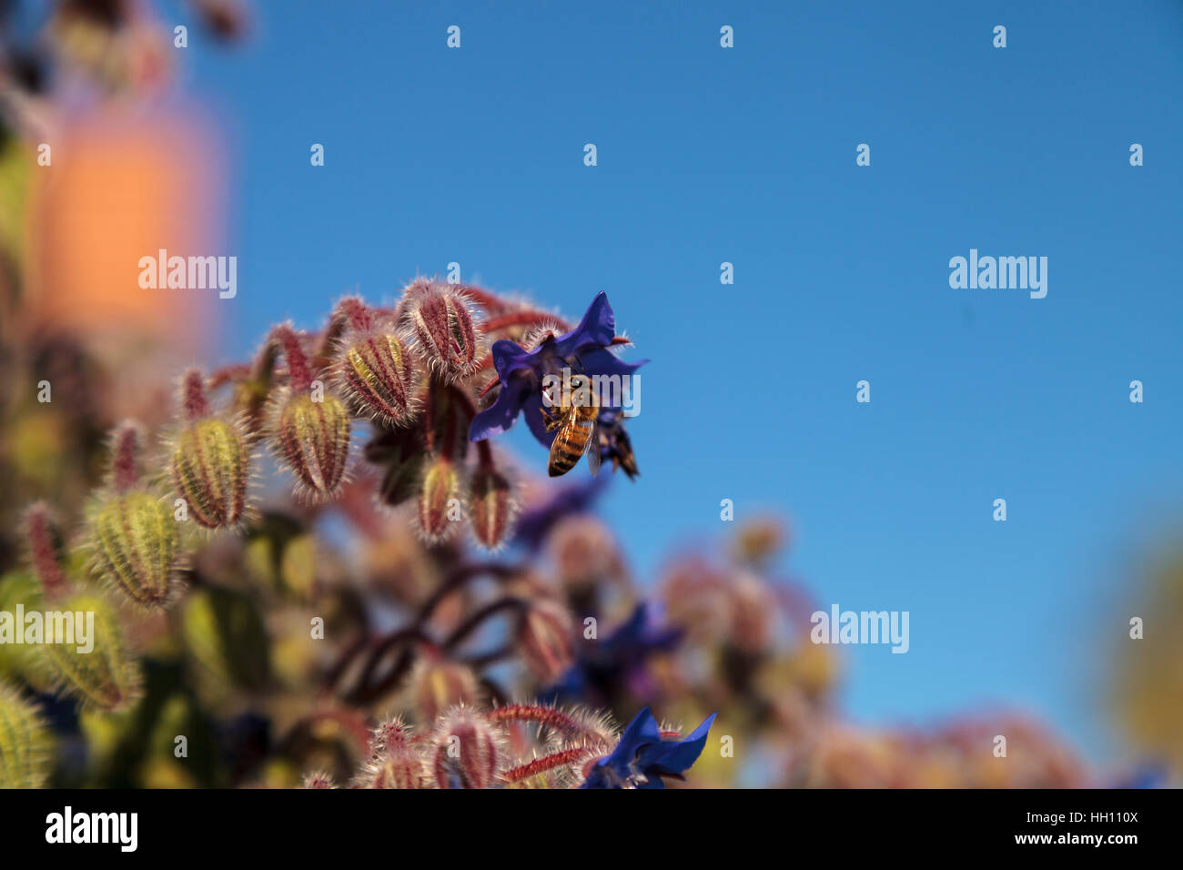 Blue starflower known as Borage officinalis attracts honeybees Apis ...