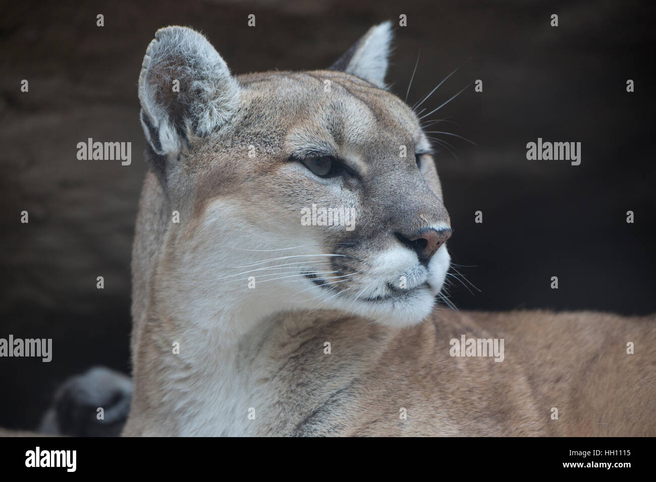 A mountain lion (Puma concolor) laying under an overhang in a zoo Stock ...