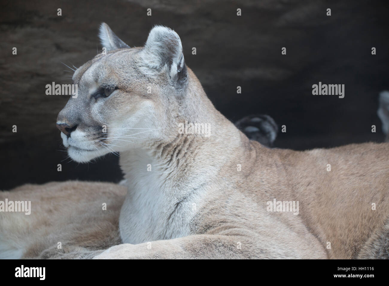 A mountain lion (Puma concolor) laying under an overhang in a zoo Stock ...