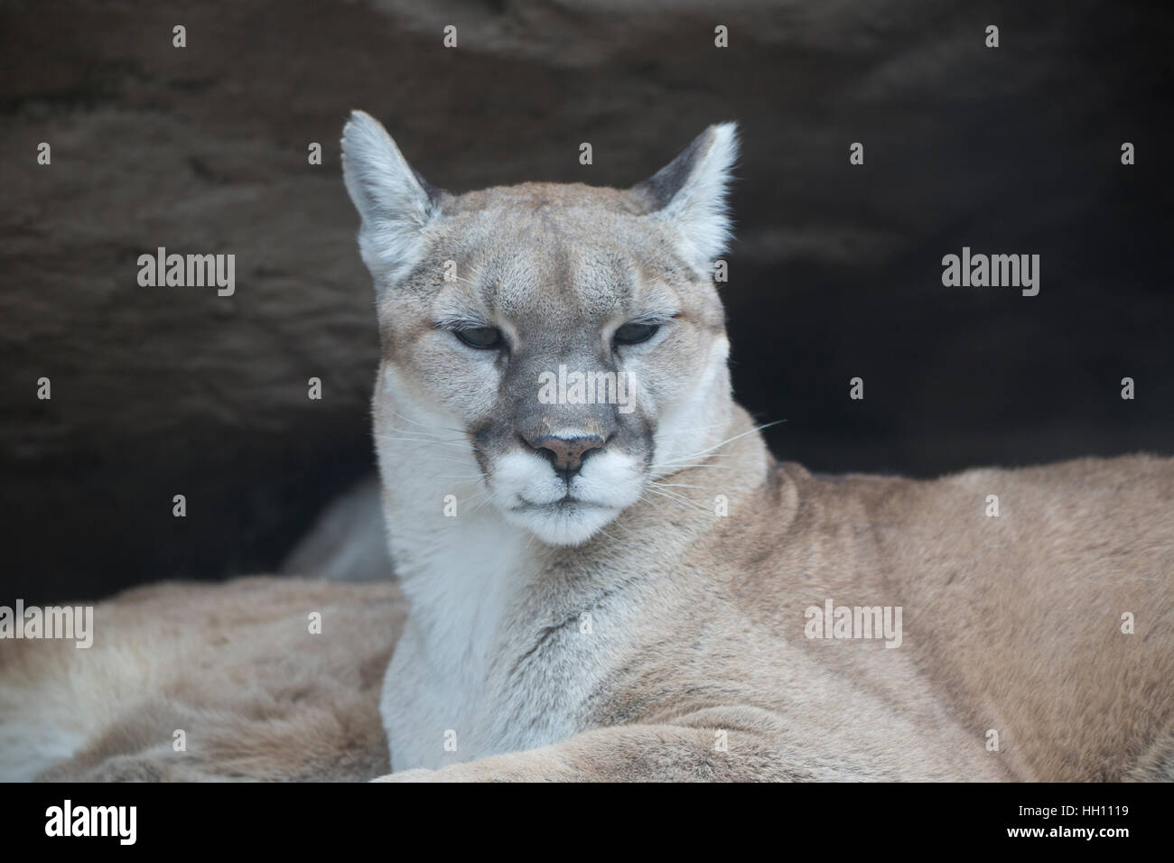 A mountain lion (Puma concolor) laying under an overhang in a zoo Stock ...