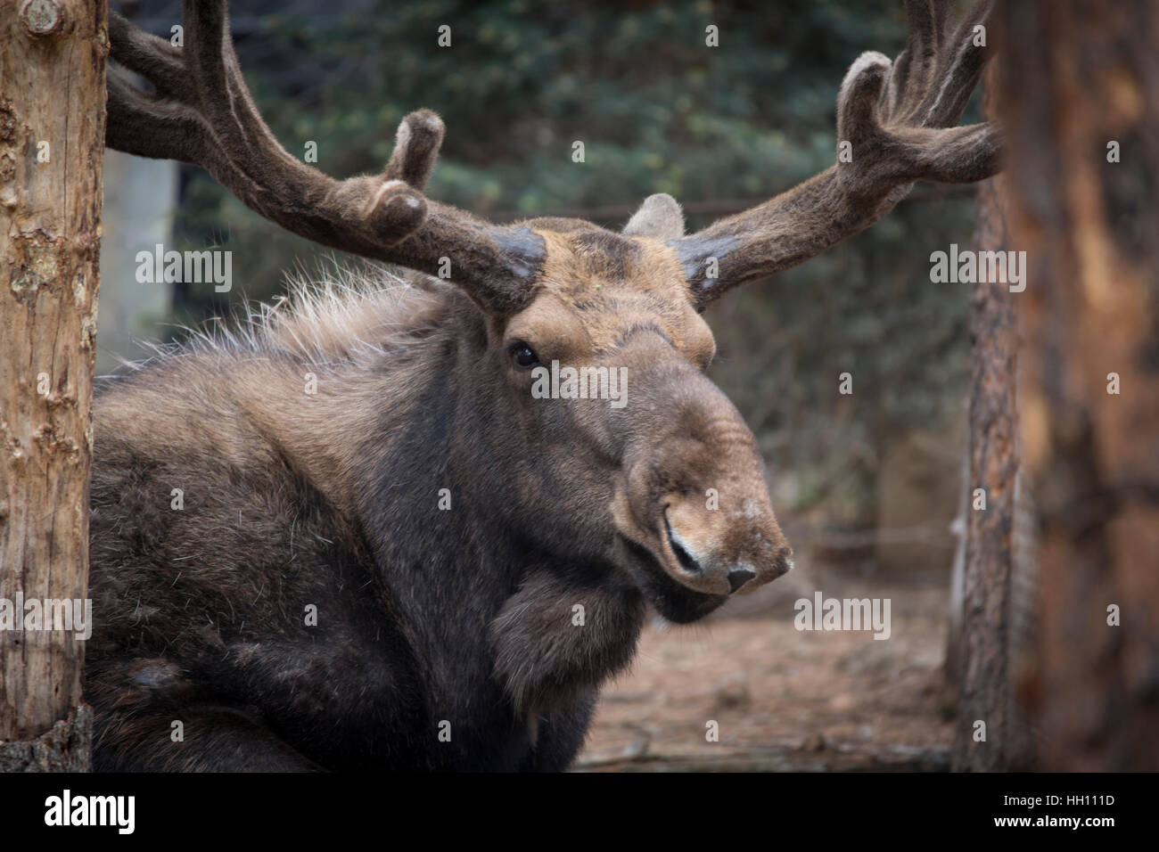 moose laying down looking through the trees Stock Photo - Alamy