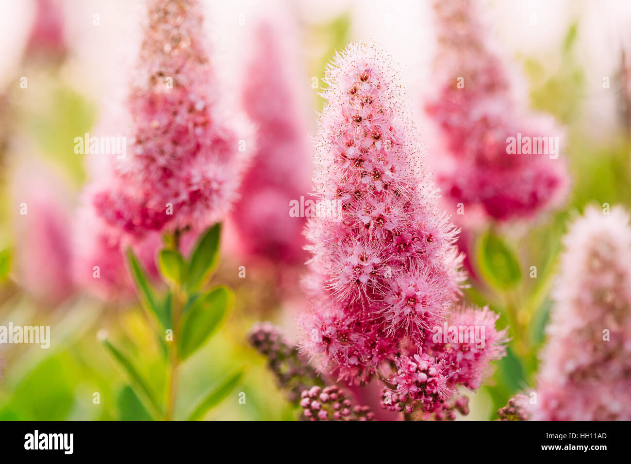 Spirea flowers hi-res stock photography and images - Alamy