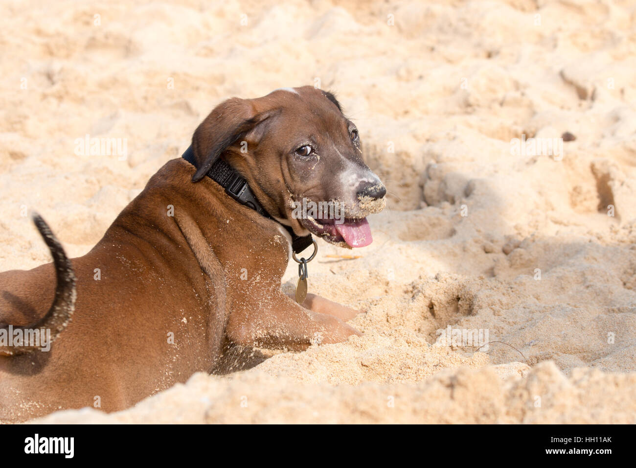 Koa the Hound Dog Playing on the Beach Stock Photo - Alamy