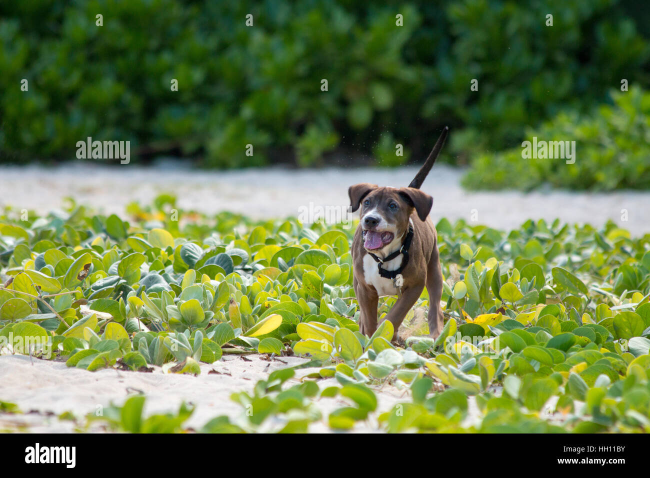Koa the Hound Dog Playing on the Beach Stock Photo - Alamy