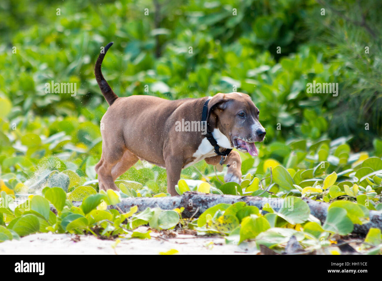 Koa the Hound Dog Playing on the Beach Stock Photo - Alamy