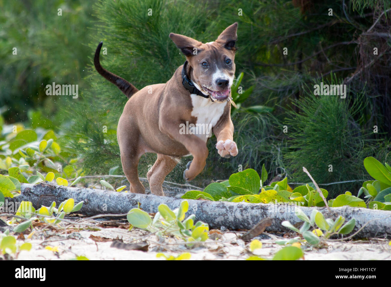Koa the Hound Dog Playing on the Beach Stock Photo - Alamy