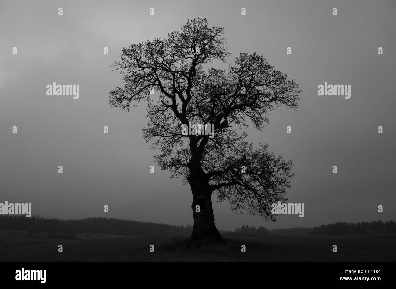 Tree At Gray Day Stock Photo - Alamy