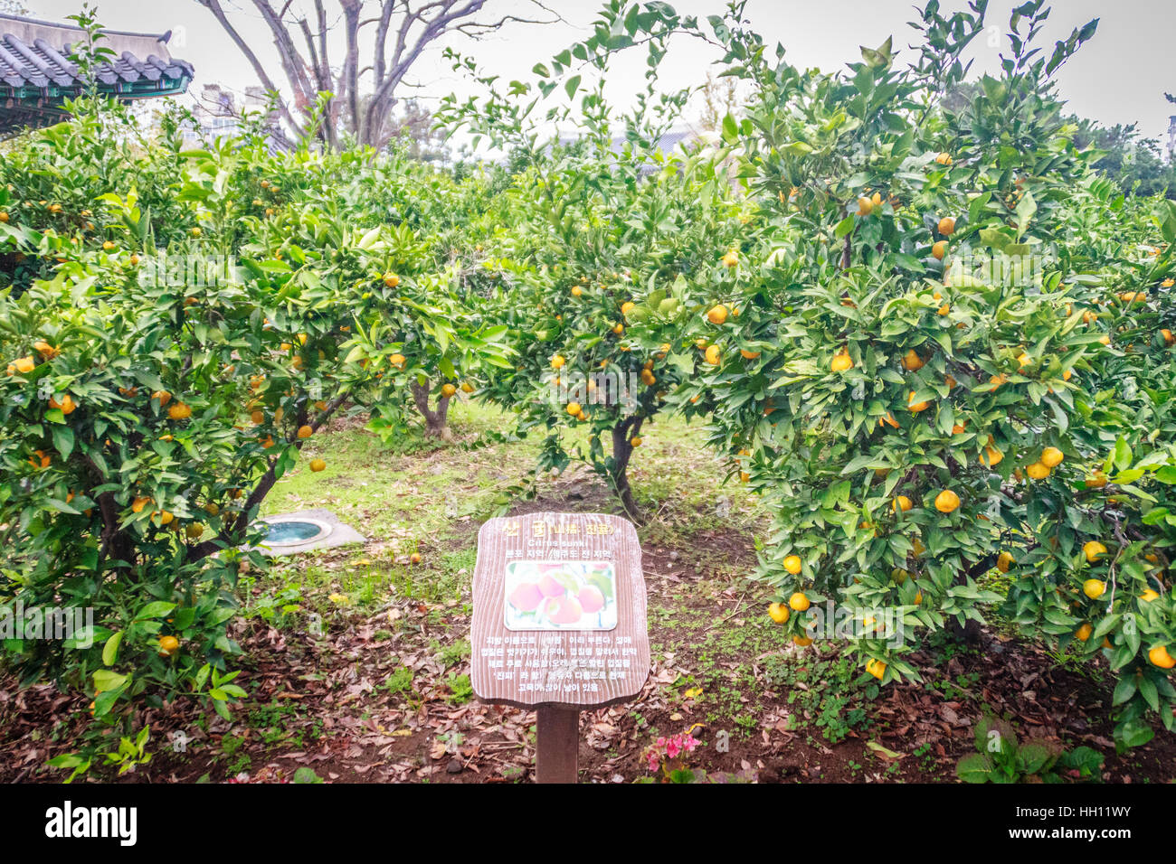Tangerine orange farm in jeju hi-res stock photography and images - Alamy