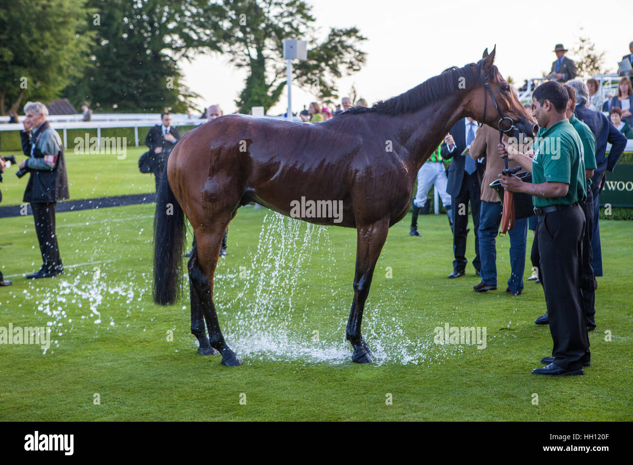 Thoroughbred race horses in the parade ring at Goodwood Race Course, UK ...