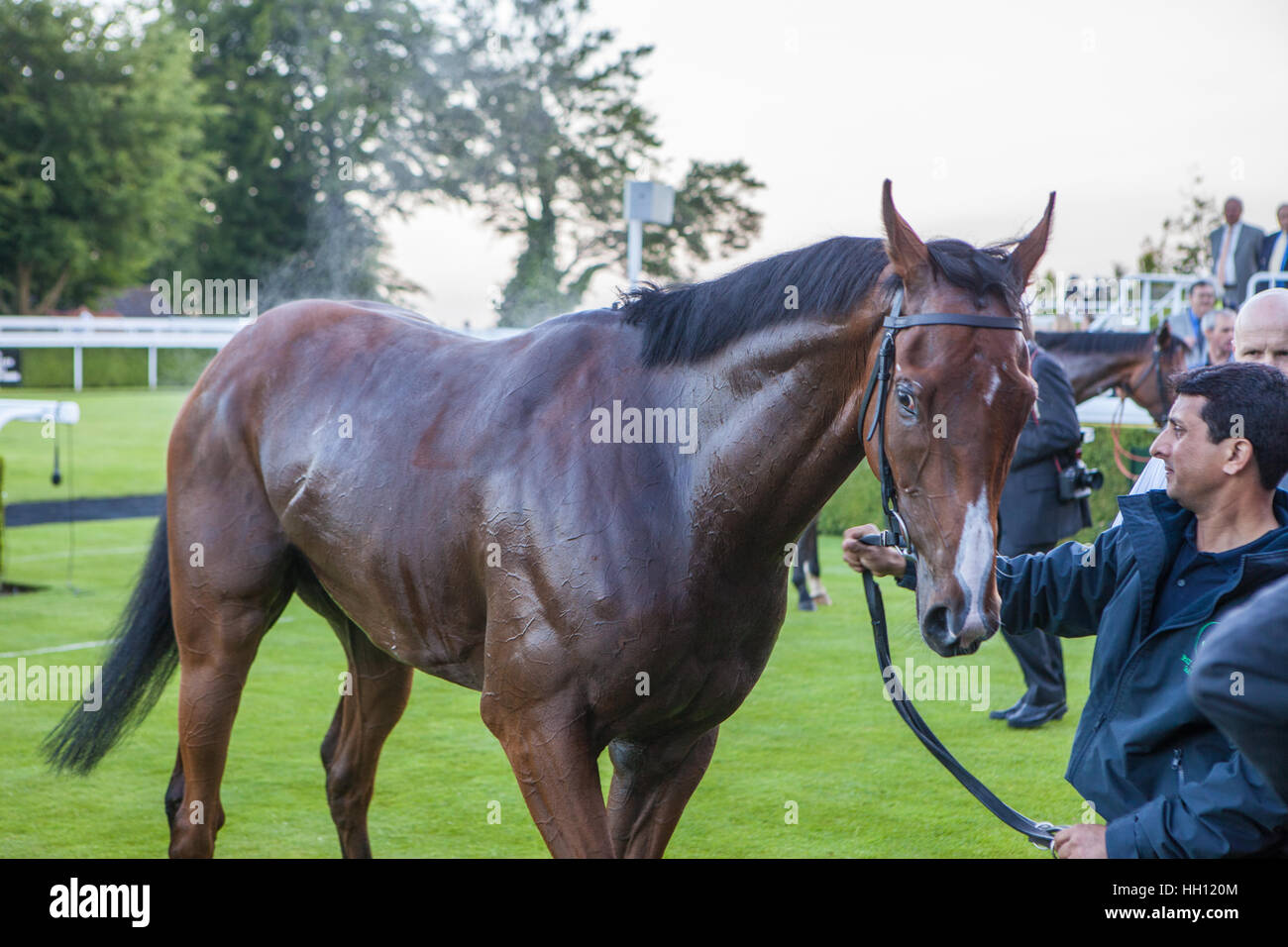 Goodwood race track horses hi-res stock photography and images - Alamy