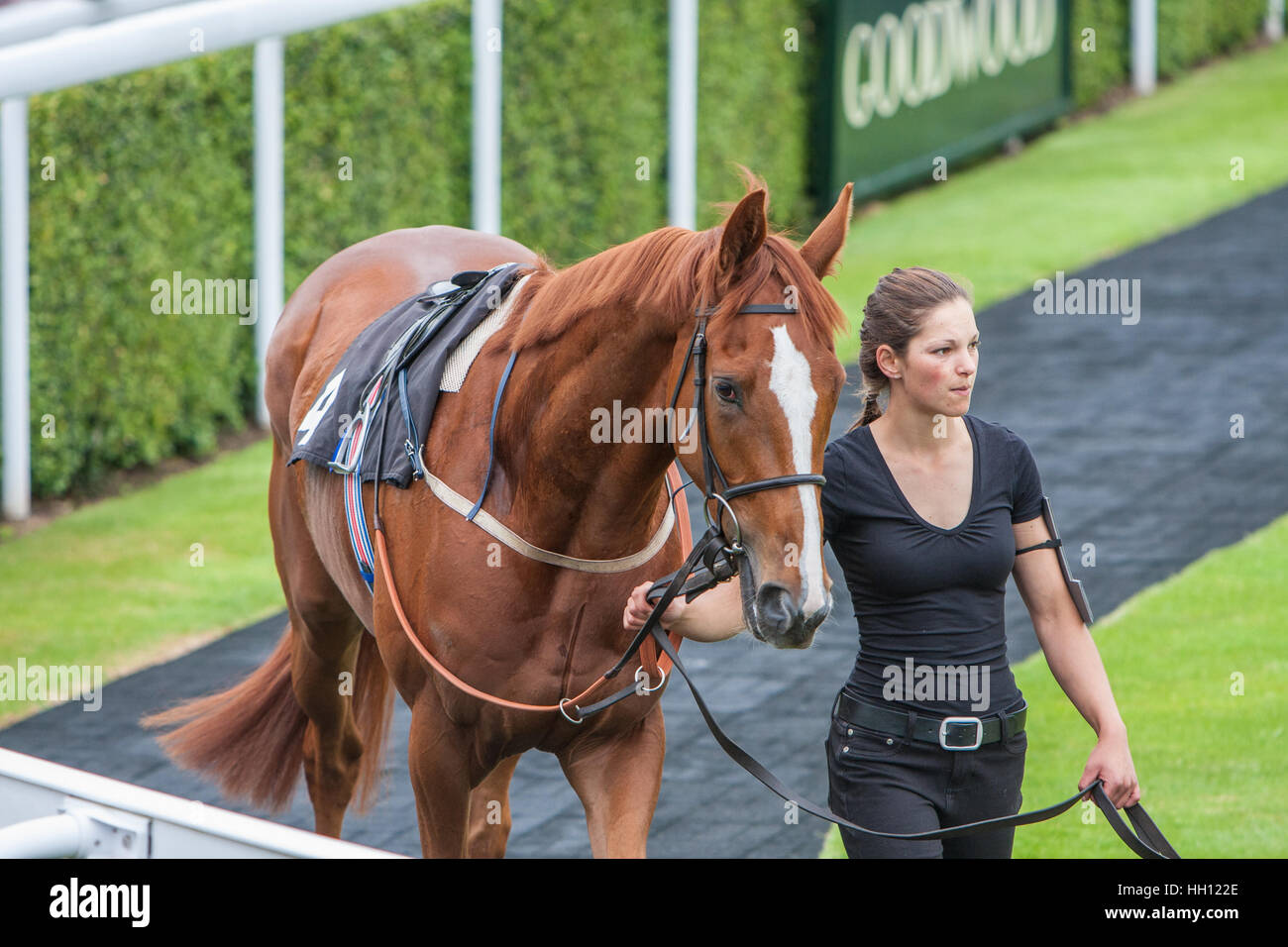 Thoroughbred race horses in the parade ring at Goodwood Race Course, UK ...