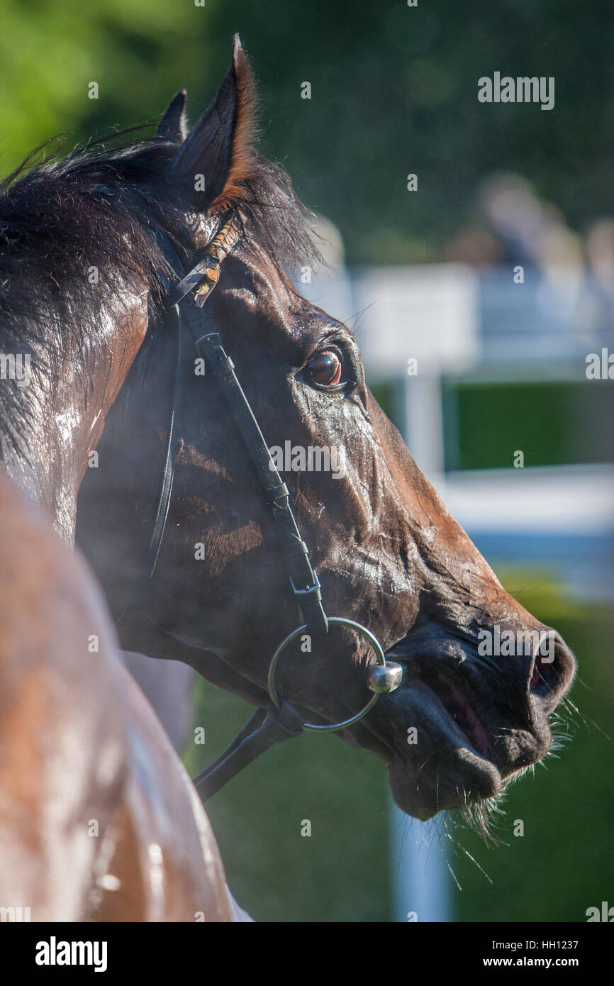 Thoroughbred race horses in the parade ring at Goodwood Race Course, UK ...