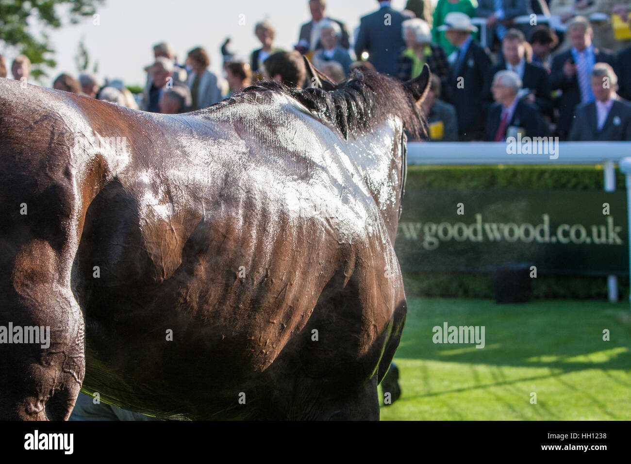 Goodwood race track horses hi-res stock photography and images - Alamy