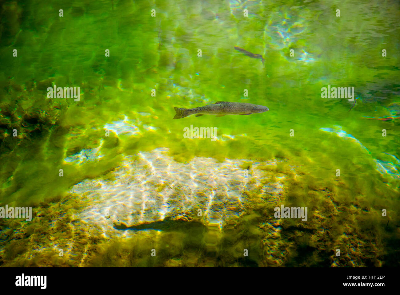 Trout fish swimming in the lake Stock Photo - Alamy