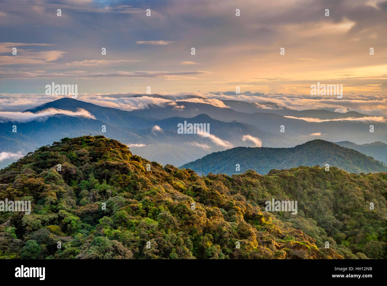 Sunrise over Gunung Brinchang misty jungle in Cameron highlands ...