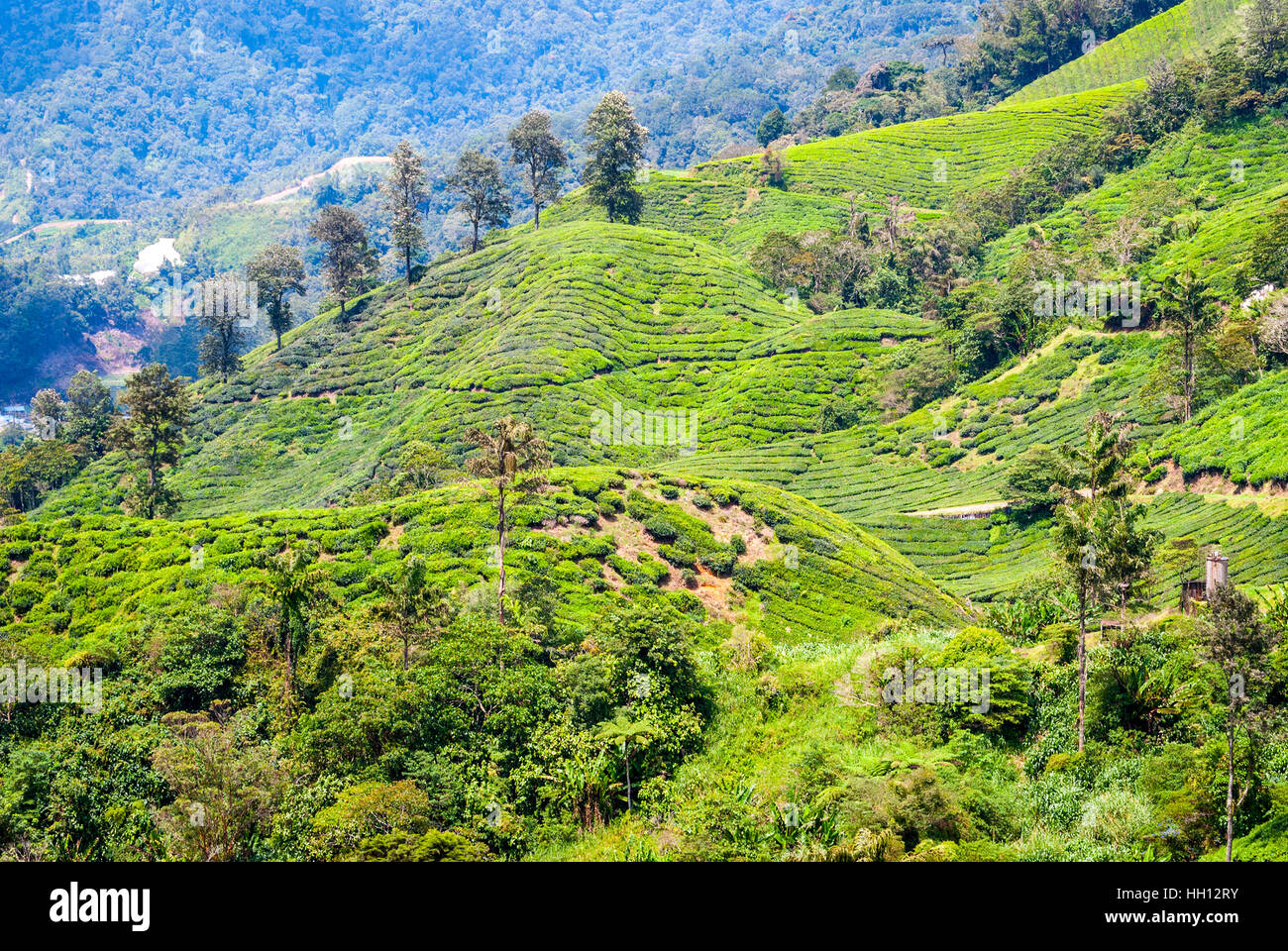 Cameron highlands tea plantations hi-res stock photography and images ...