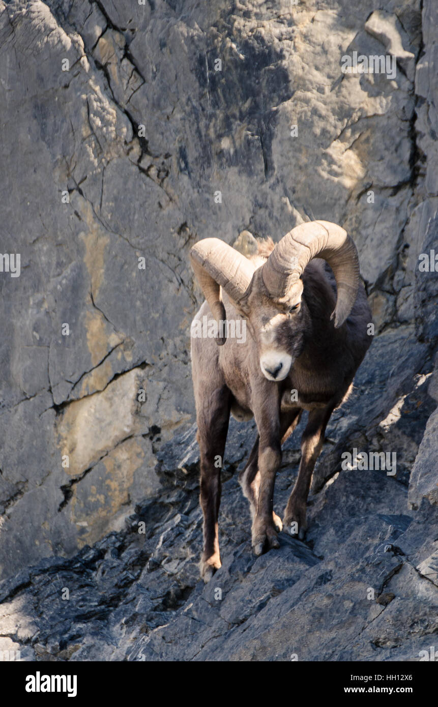 Horned sheep hi-res stock photography and images - Alamy