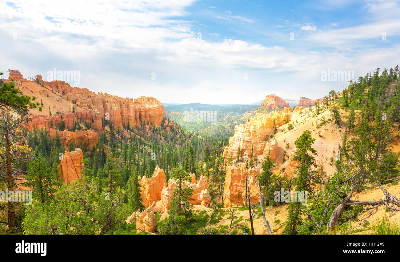 Pine tree forest at canyon against skyline Stock Photo - Alamy