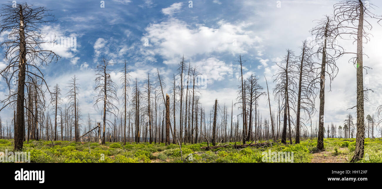 Dry forest against green grass and moss Stock Photo - Alamy