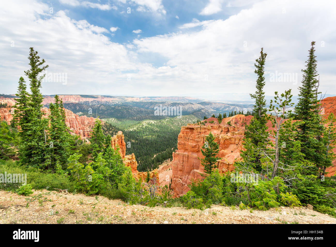 Canyon with pine trees Stock Photo - Alamy