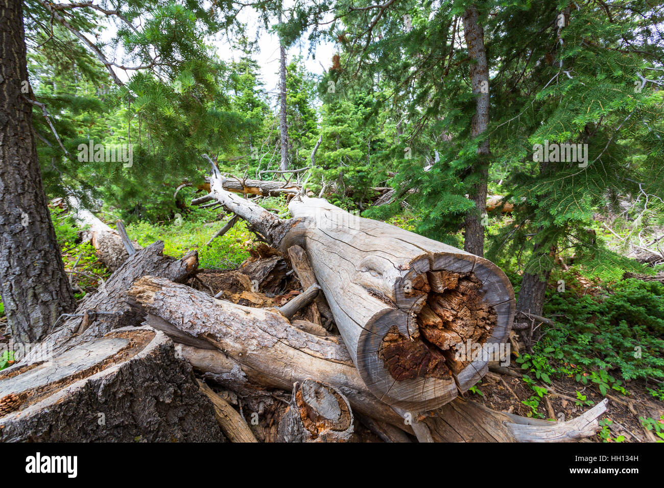 Remains of human activity in forest Stock Photo - Alamy