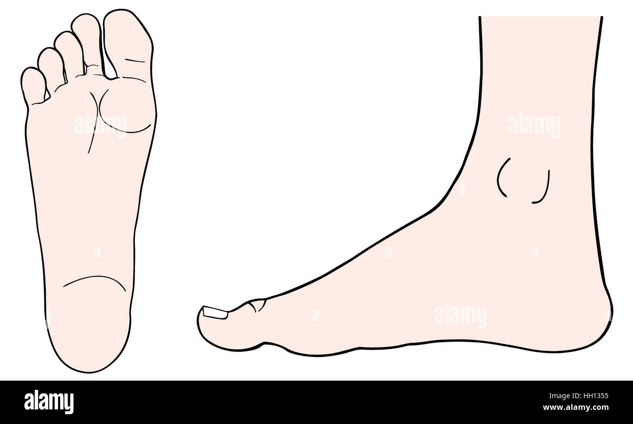 illustration of feet in different positions Stock Vector Image & Art ...