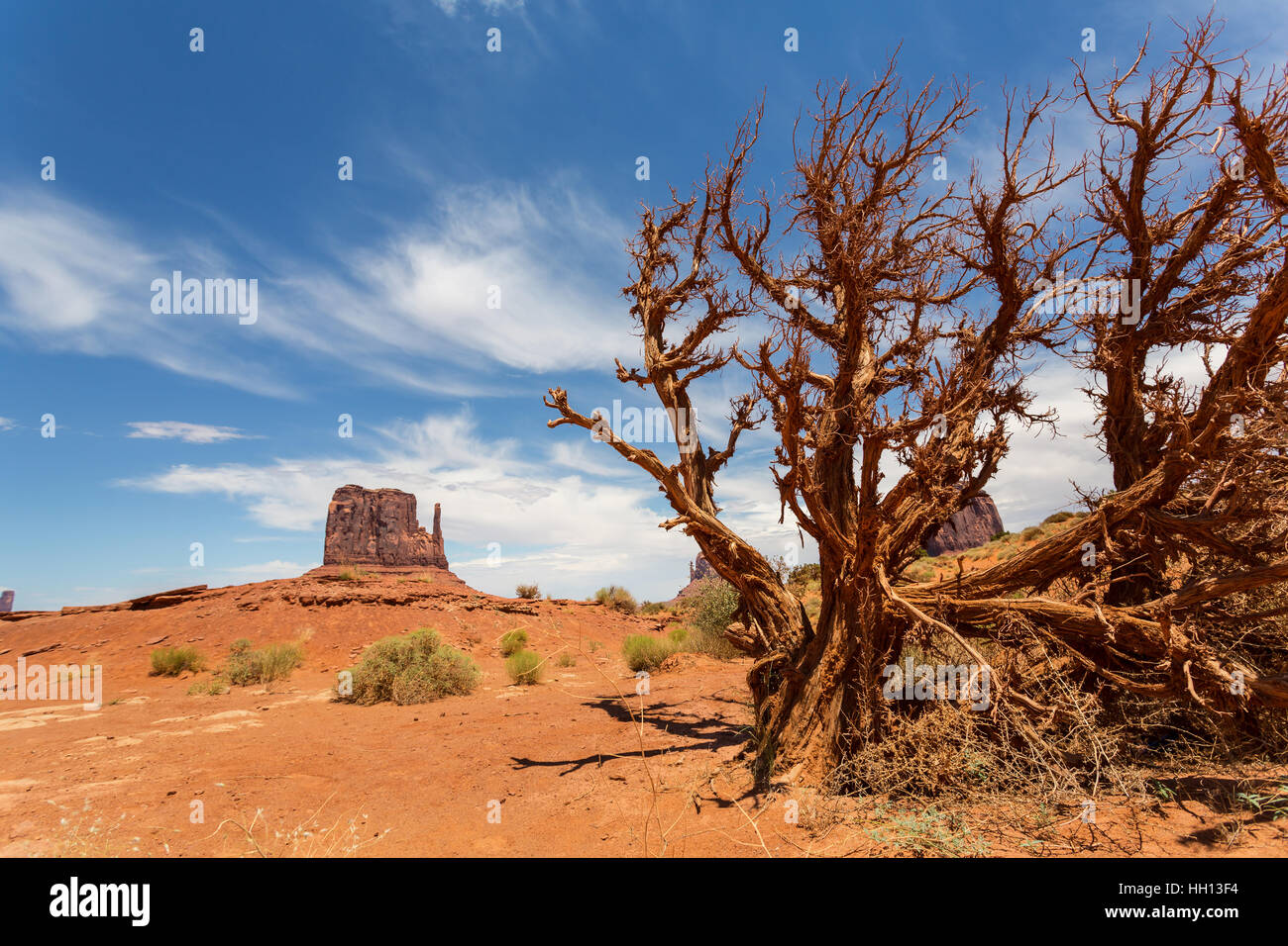 Dry tree in desert of Monument Valley Stock Photo - Alamy