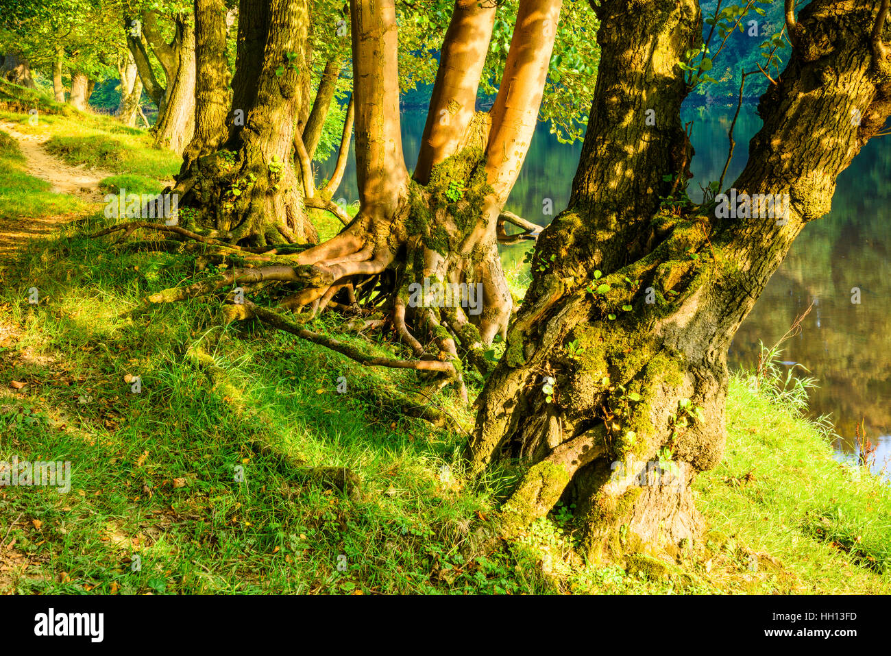 Trees with exposed roots by the River Lune near Crook o'Lune not far ...