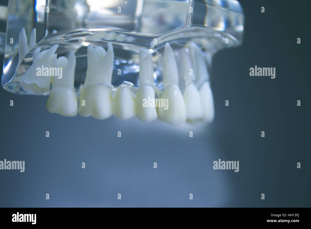 False teeth sample for dentists Stock Photo - Alamy