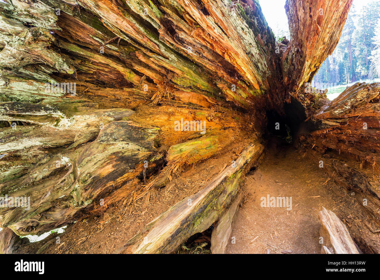 Hollowed out tree stump hi-res stock photography and images - Alamy