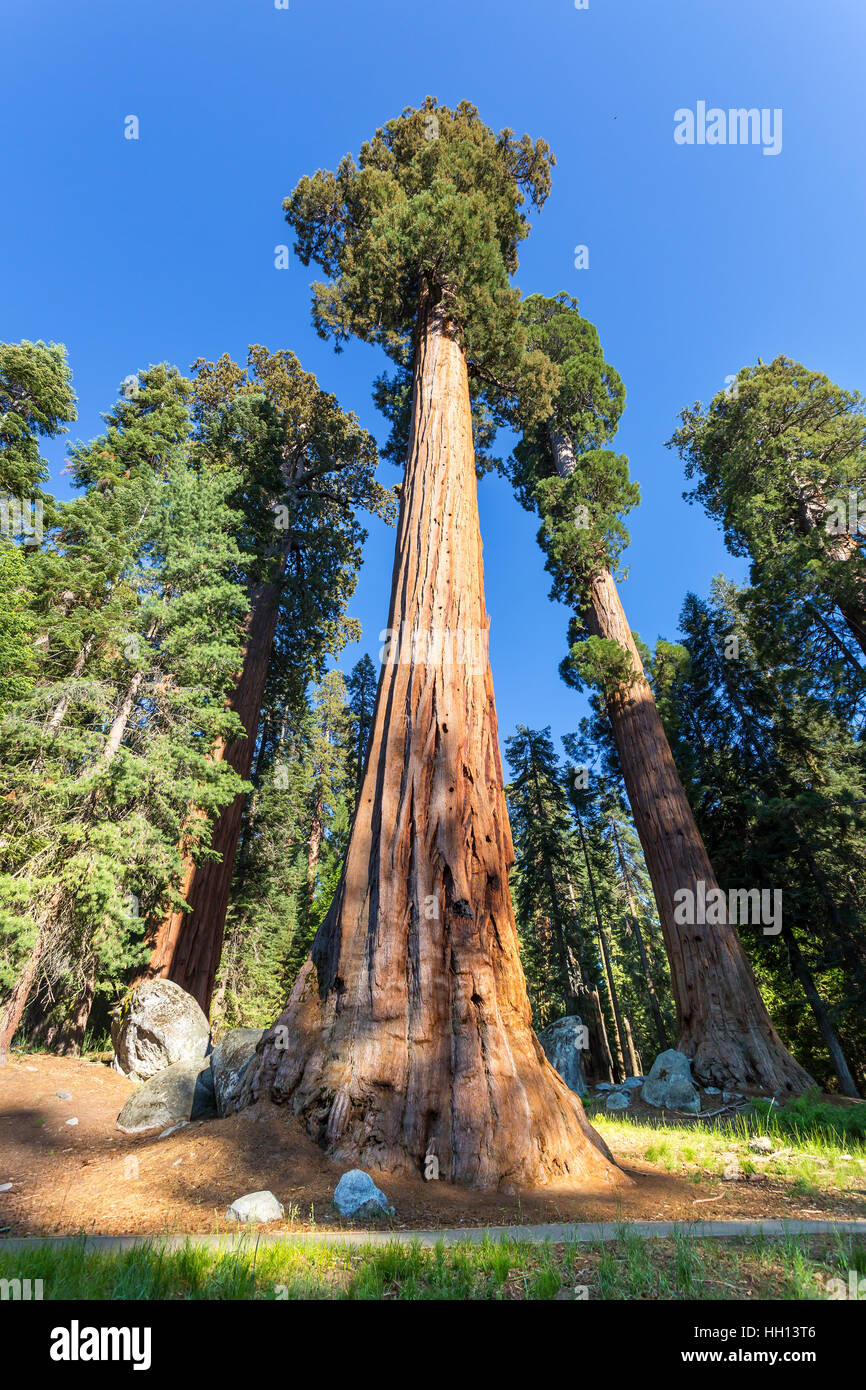 Giant Sequoia redwood trees with blue sky Stock Photo - Alamy
