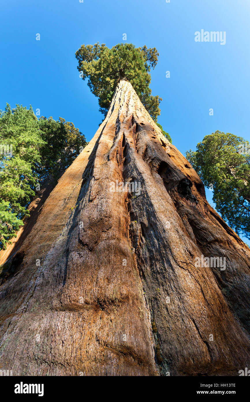 Huge redwood tree hi-res stock photography and images - Alamy