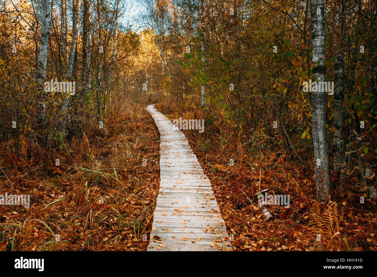Wooden boarding path way pathway in autumn forest near bog marsh Stock ...