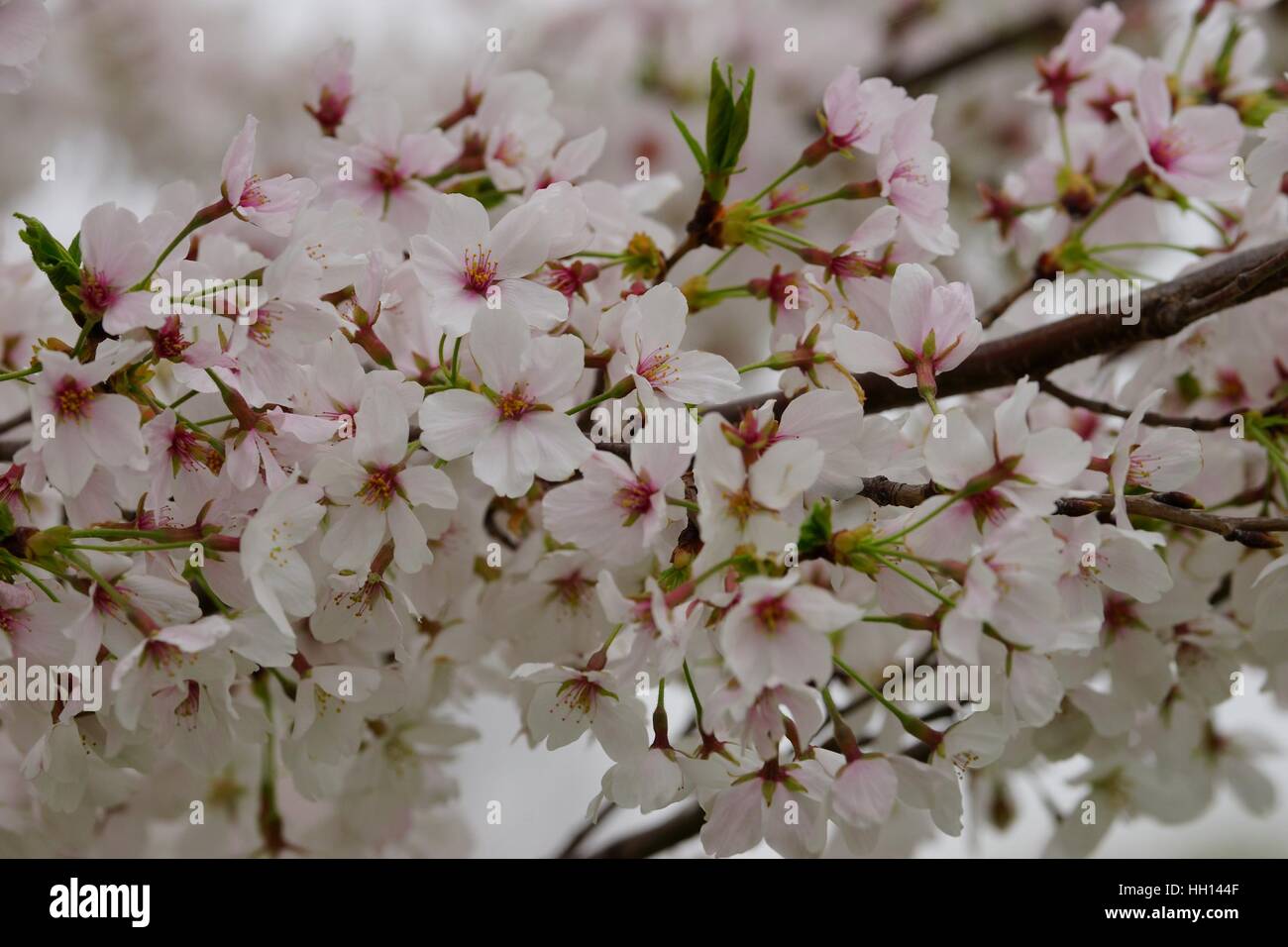 A branch of cherry tree in bloom Stock Photo - Alamy