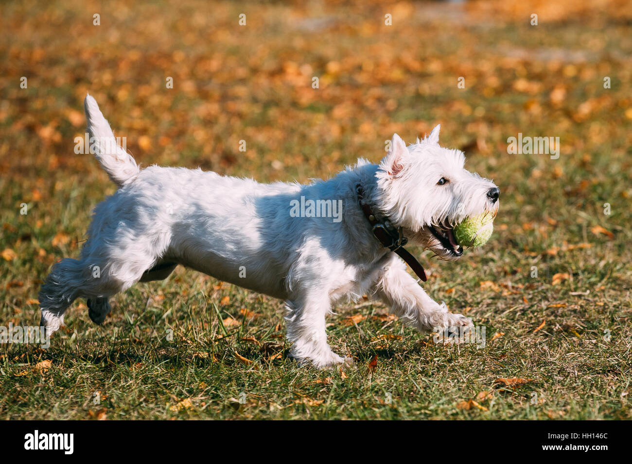 Playful White West Highland White Terrier - Westie, Westy Dog Runnig on ...