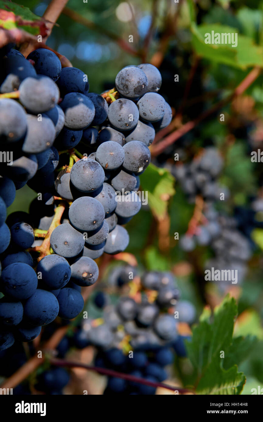 Mature growth grapes hi-res stock photography and images - Alamy