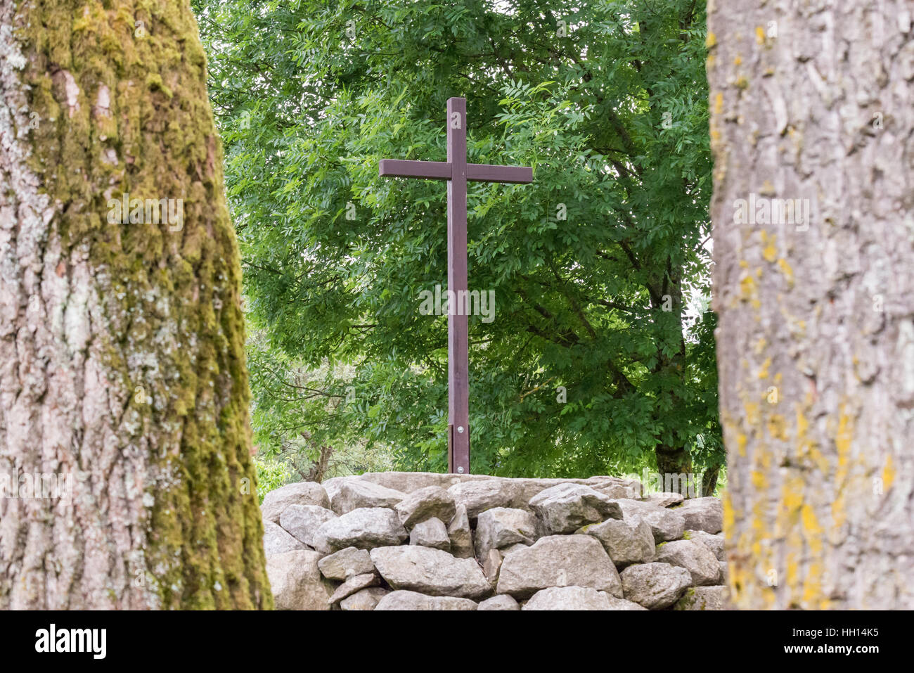 Two tree trunks hi-res stock photography and images - Alamy