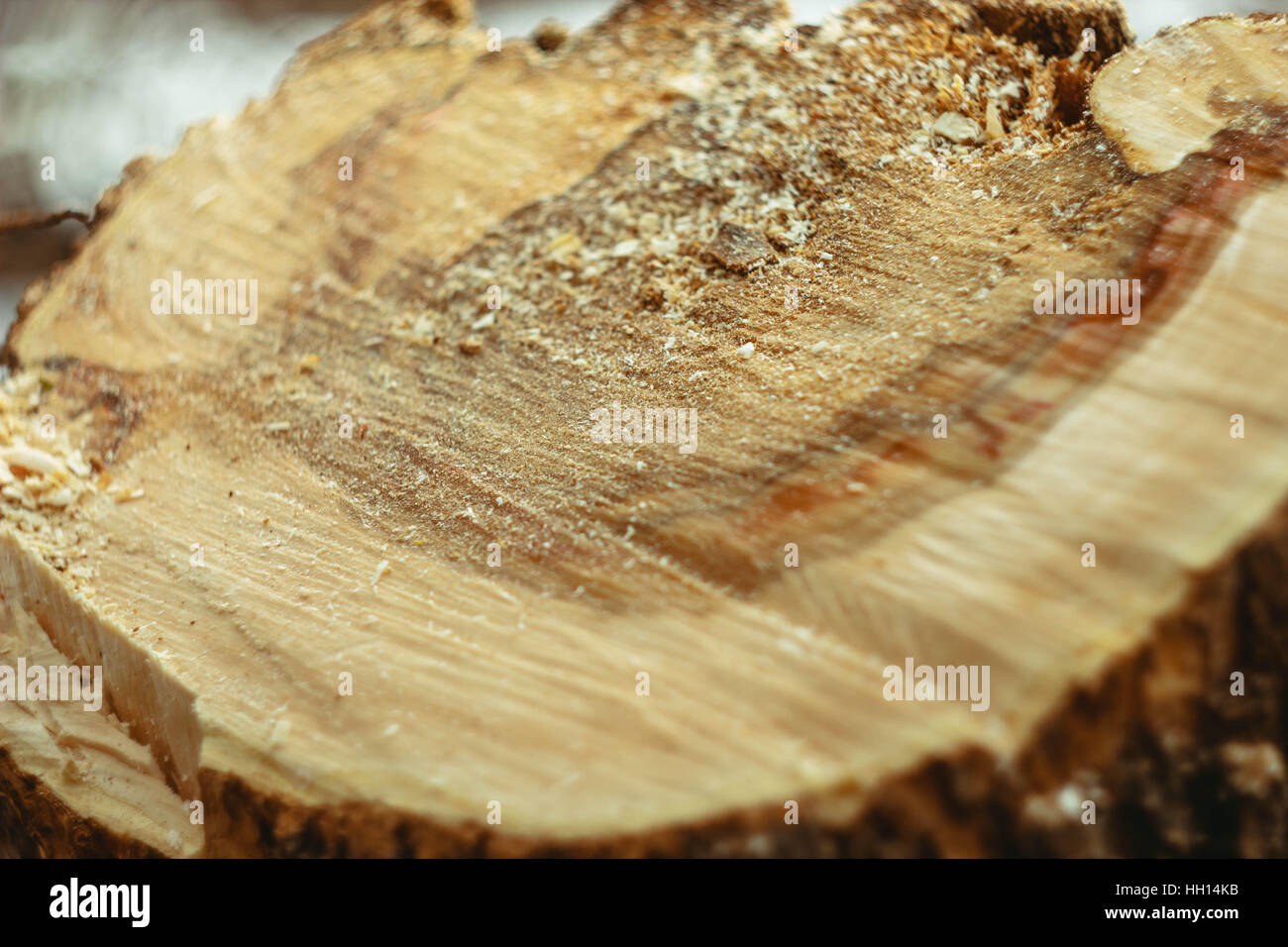 freshly cut stump Stock Photo - Alamy