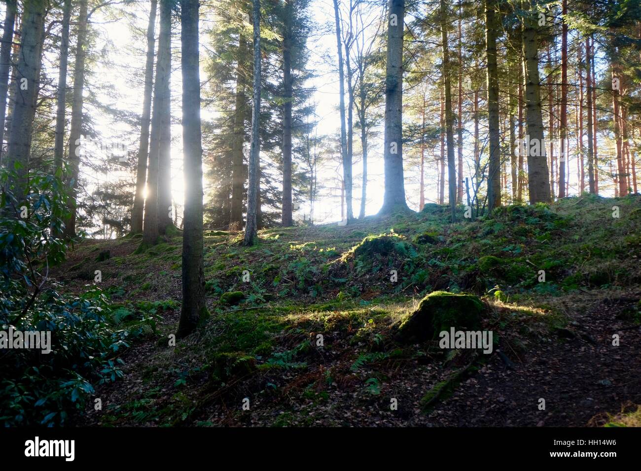 Sunlight shining onto the ground hi-res stock photography and images ...