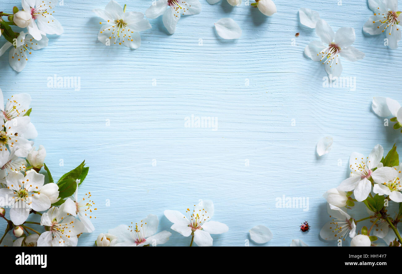 spring background; fresh flower on blue background Stock Photo - Alamy