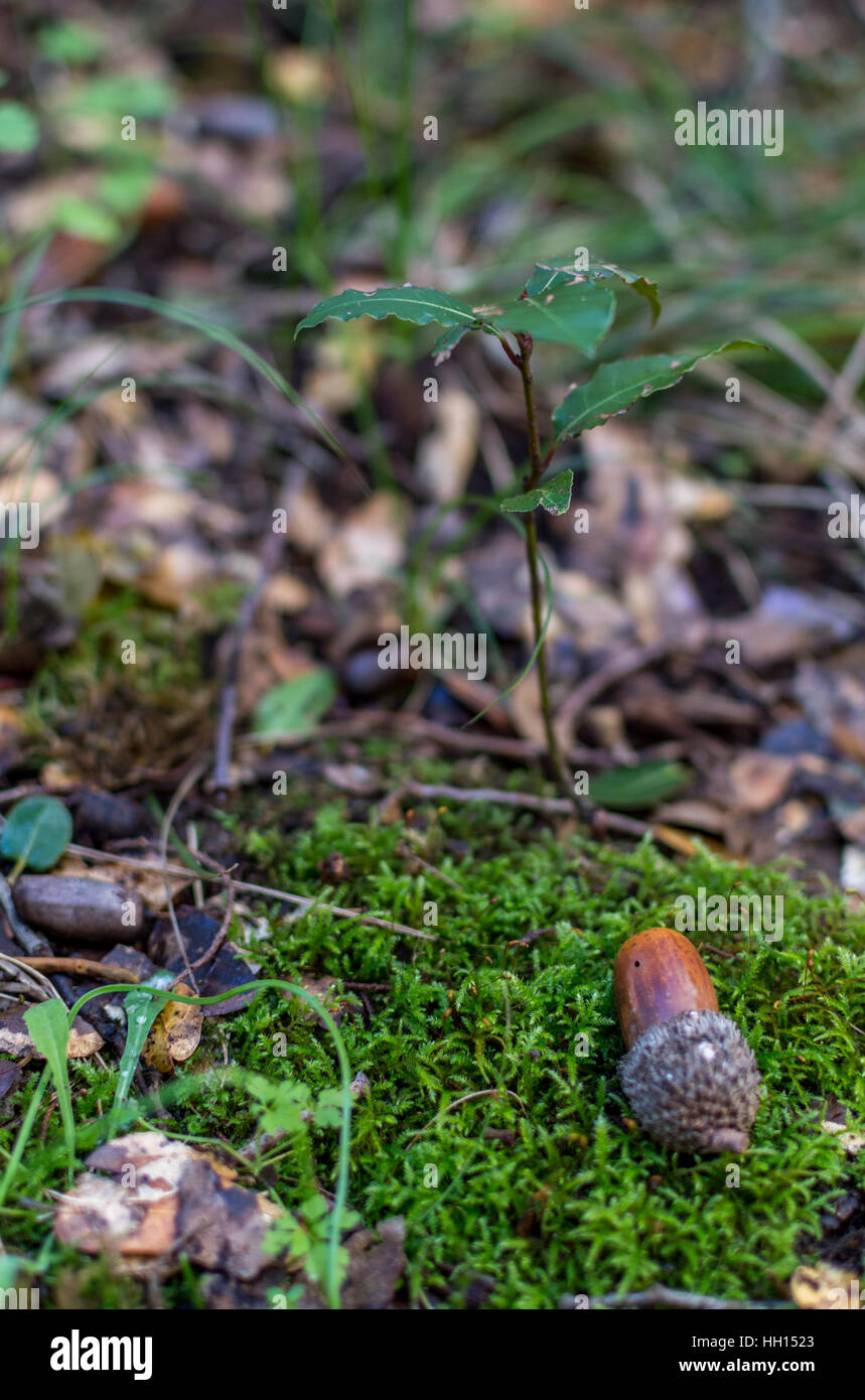 An oak seed drops on the floor and a new one is growing Stock Photo - Alamy