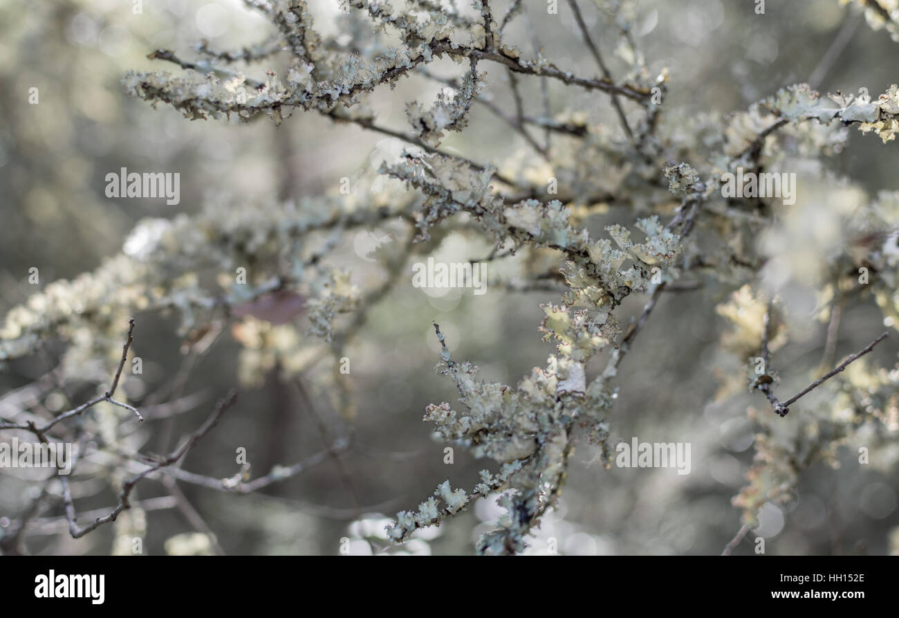 White lichen fungus on cedar tree branches Stock Photo - Alamy