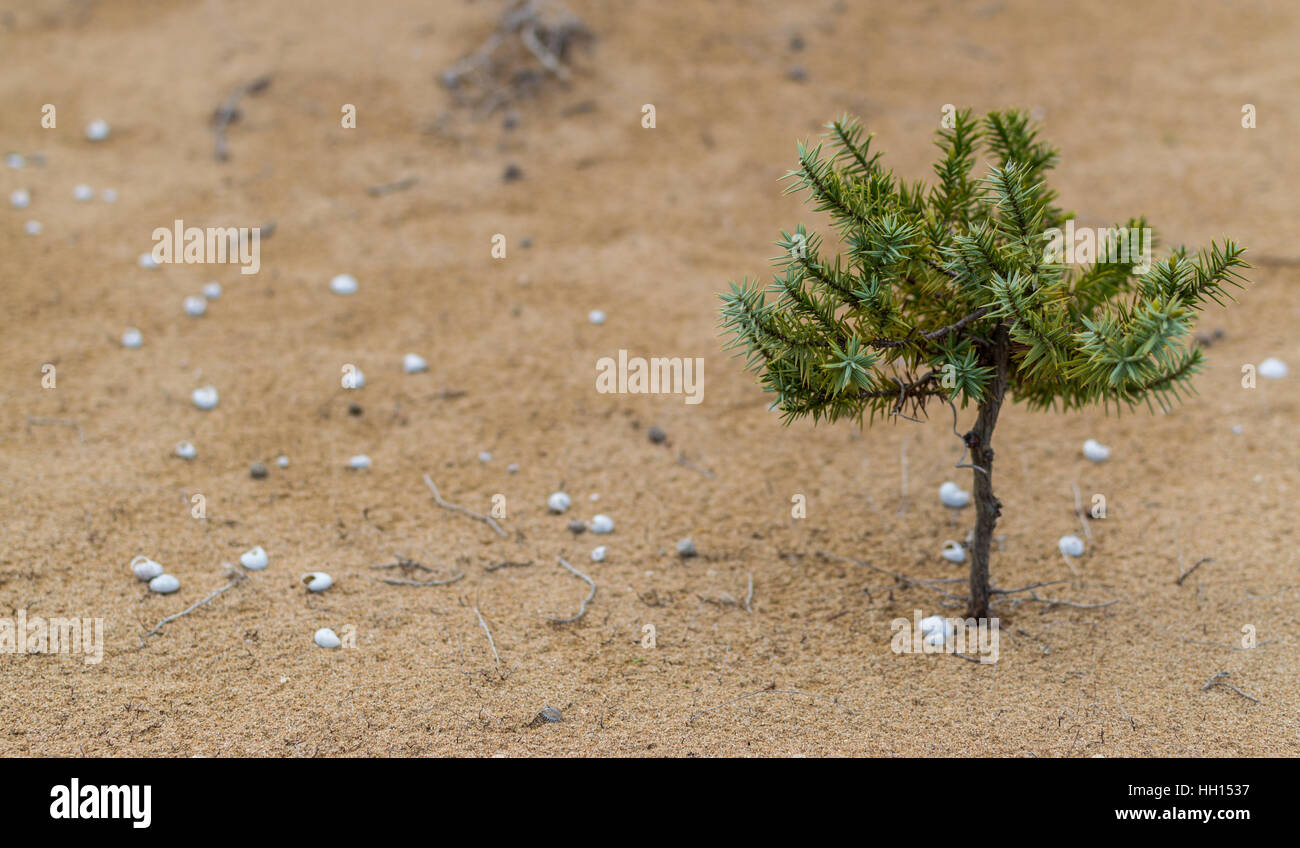 Bush tree on the sand Stock Photo - Alamy