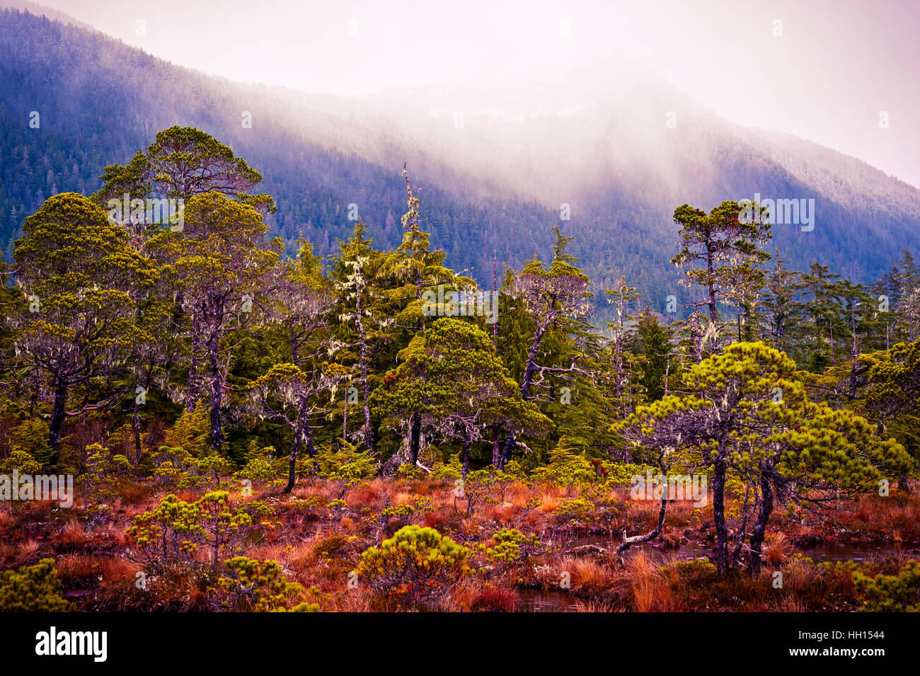 Muskeg hi-res stock photography and images - Alamy