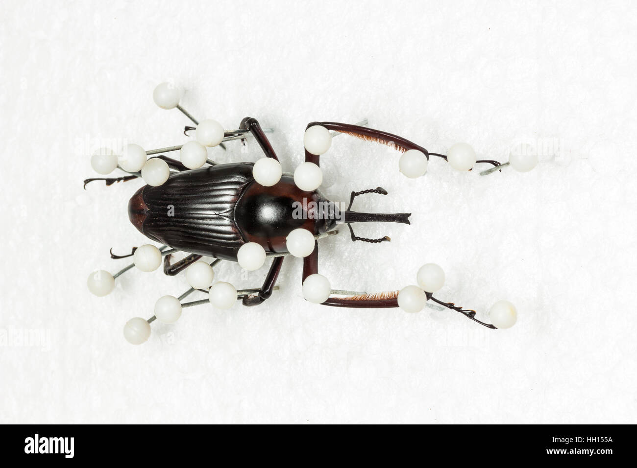 Dried Snout Beetle, Dry Preservation Snout Beetle, pinning on white ...