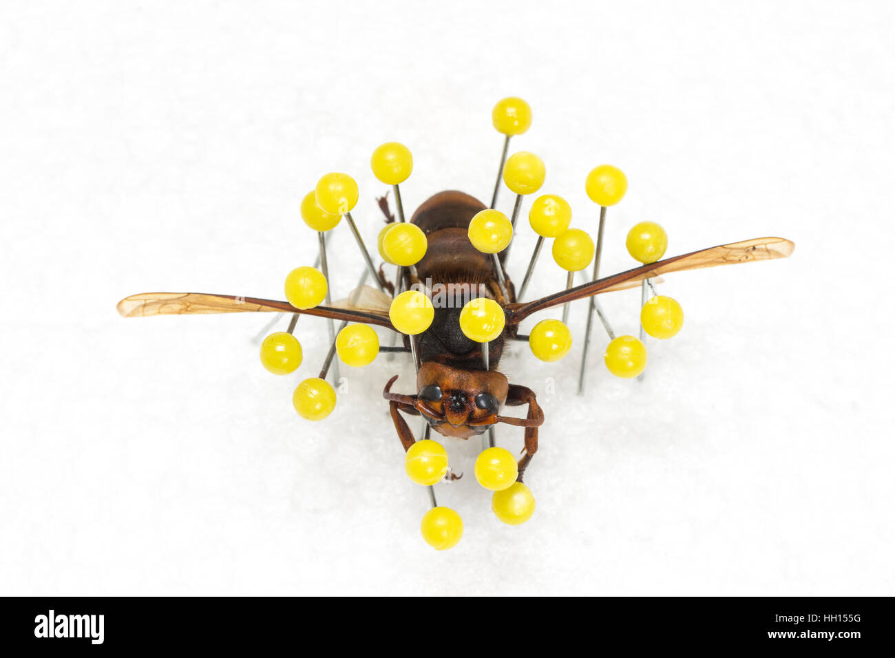 Dried Wasp, Dry Preservation Wasp, Pinning on white background Stock ...
