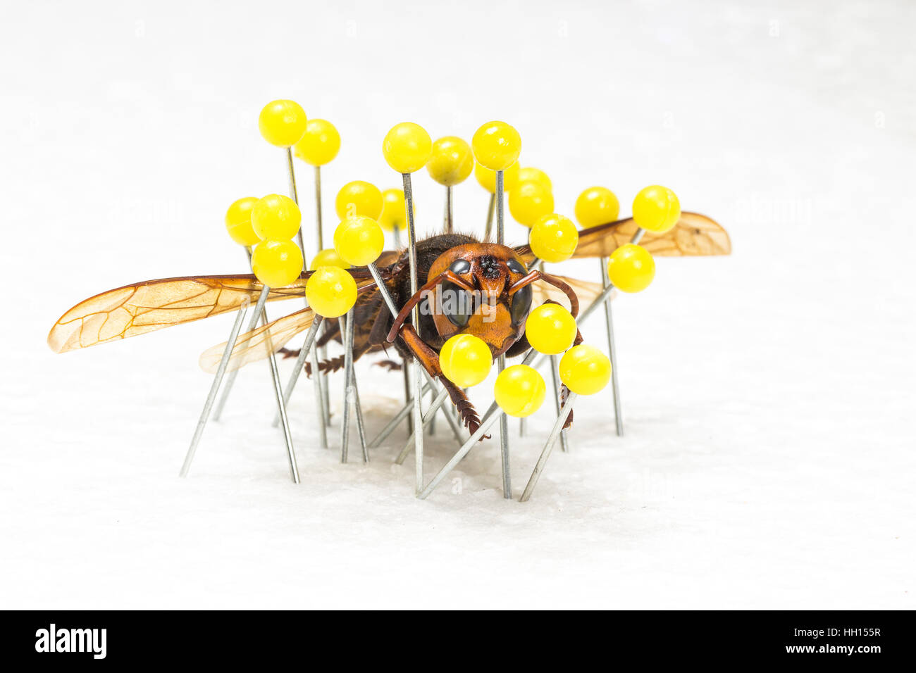 Dried Wasp, Dry Preservation Wasp, Pinning on white background Stock ...